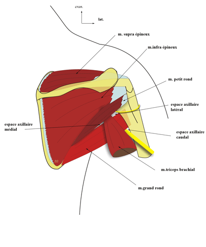 Les muscles : supra épineux, infra épineux, petit rond, grand rond