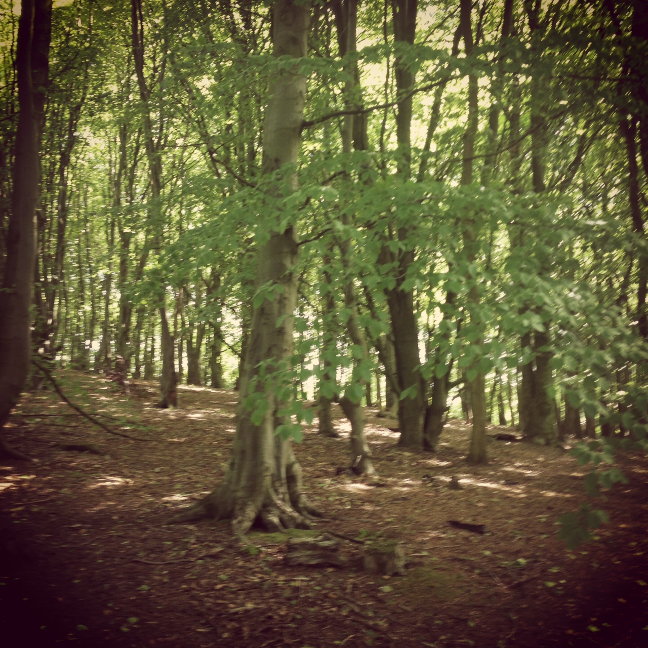 Young Explorer: Woodland Month Part One: Blackley Forest and Boggart ...