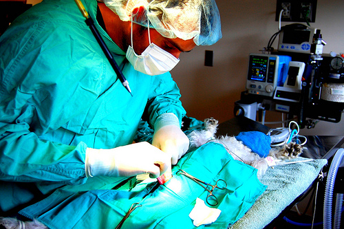 bloat in dogs: Gastropexy - Surgical Bloat Prevention in Dogs