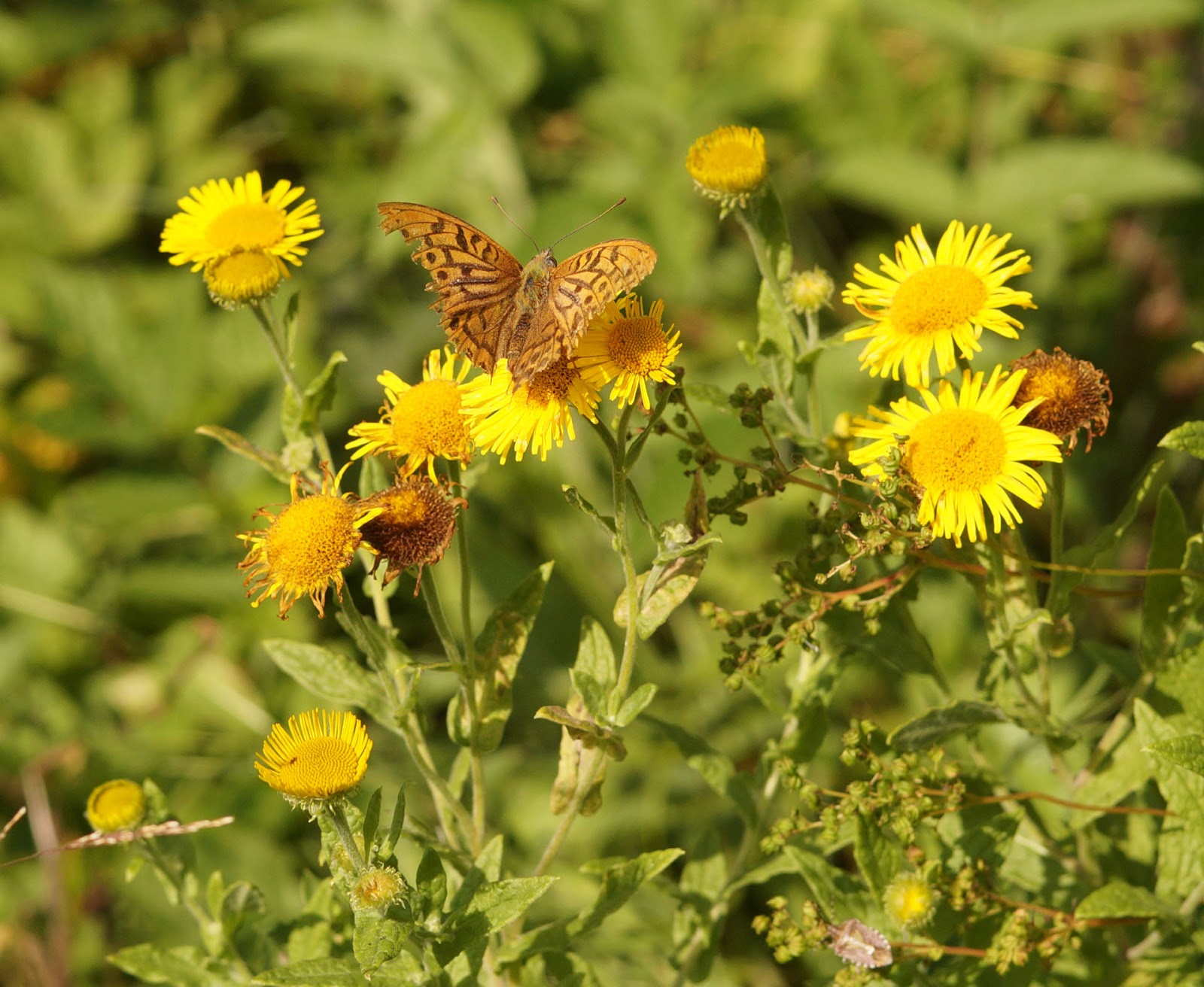 August butterfly spotting in Norfolk - Sophie in the Sticks