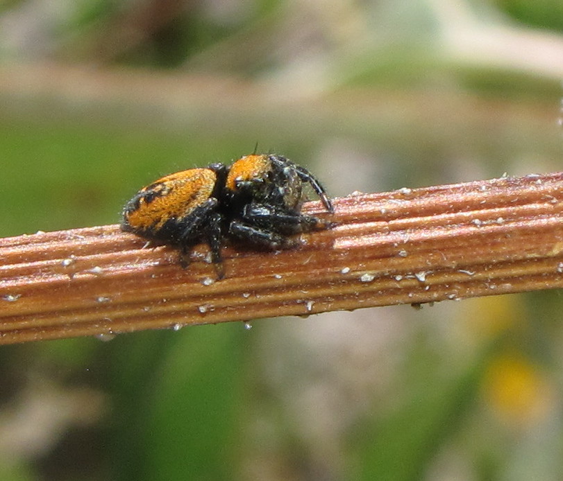 Bug Eric: Spider Sunday: Apache Jumping Spider