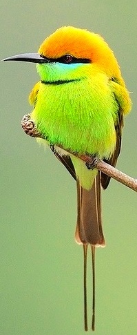 40+ Most Re pinned Birds On Pinterest - UltimateRepins