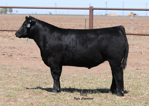 Lautner Farms: Brian Martin Show Cattle Volume III Online Sale