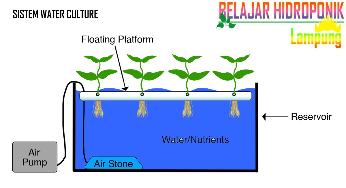 Sistem Hidroponik Water Culture kelebihan dan kekurangannya ...