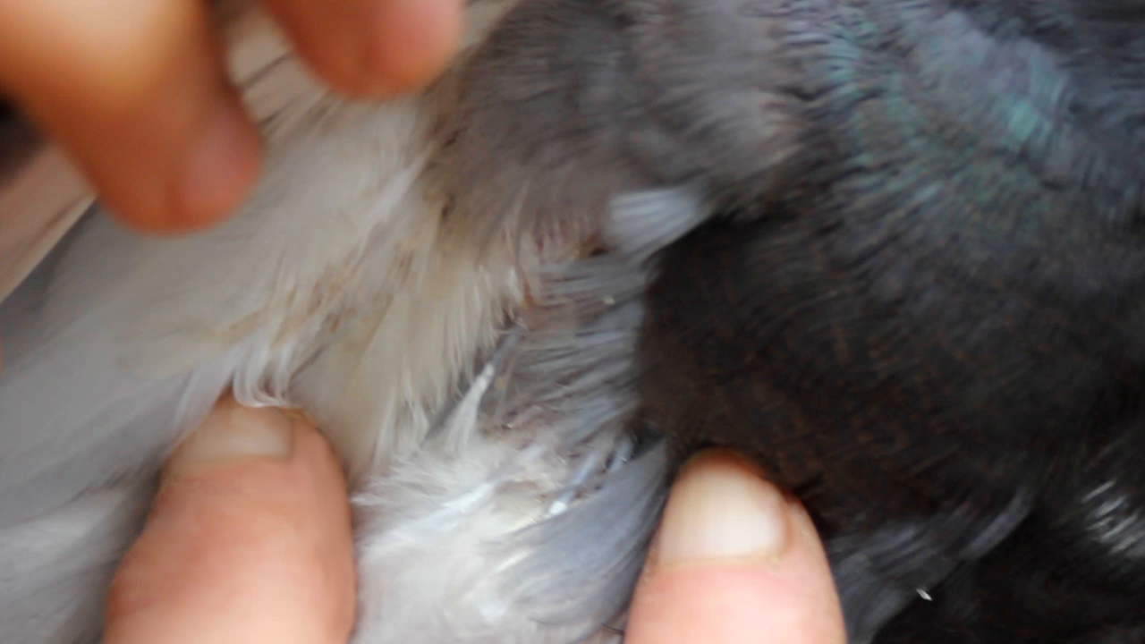 Green Clay Treatment - Wound on a Pigeon Including Pierced Crop Part 3 ...