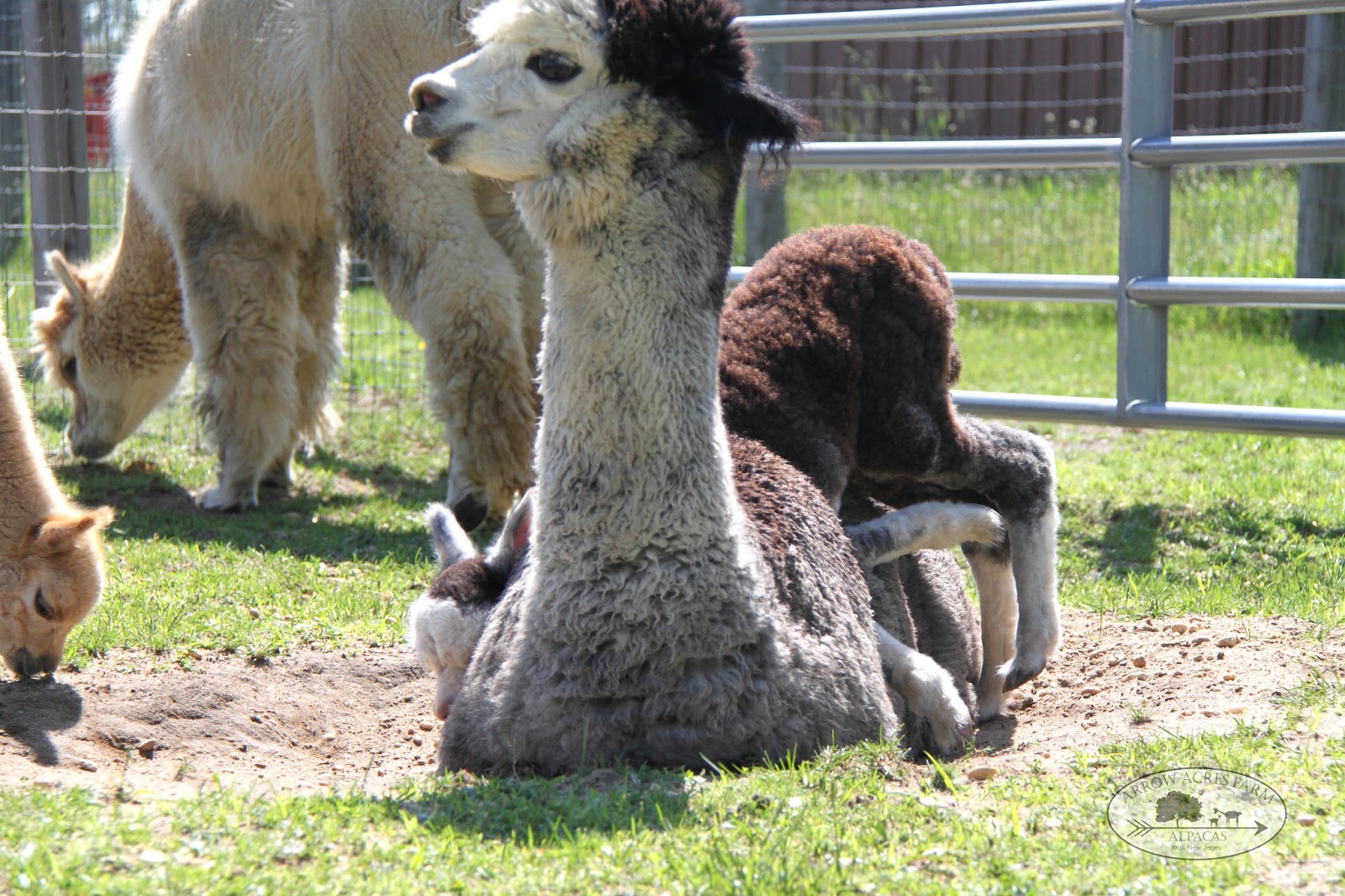 Match the Pictures: A Big Wet Alpaca Kiss