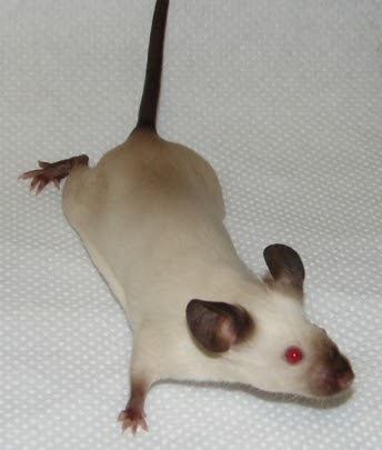 Seal Point Siamese Rats