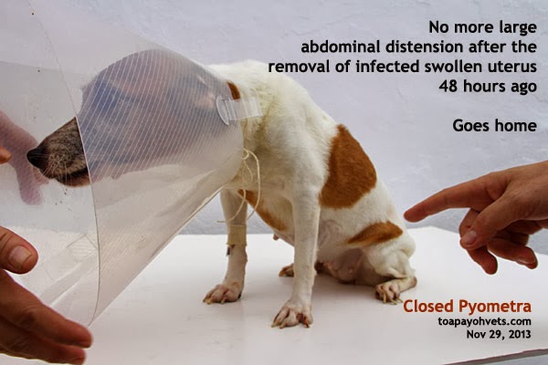 Be Kind To Pets, Vet case studies, Photography tips, Travel Stories ...