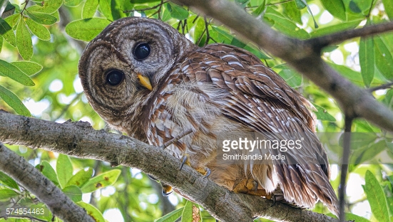 Baglyok: Szalagos bagoly