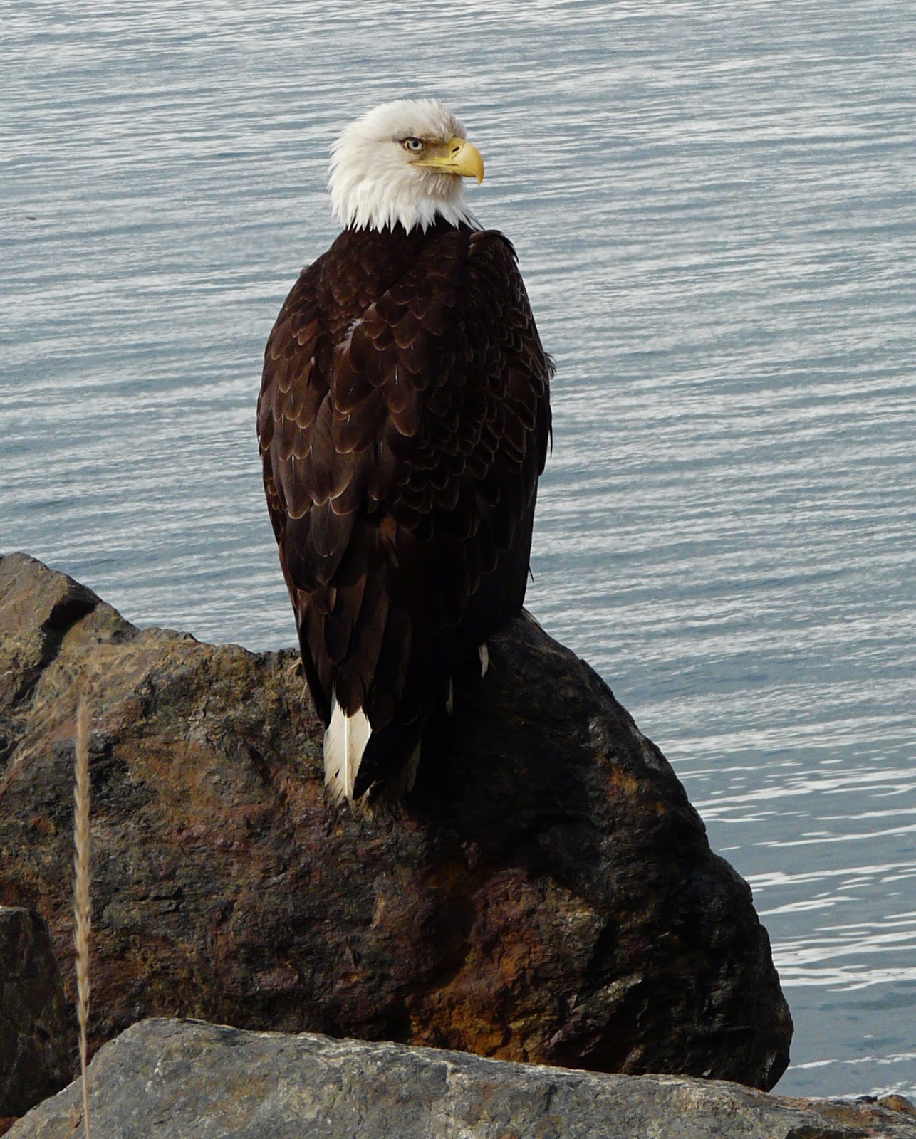 Vermont Birds and Words : Vermont’s Winter Birds – Part One