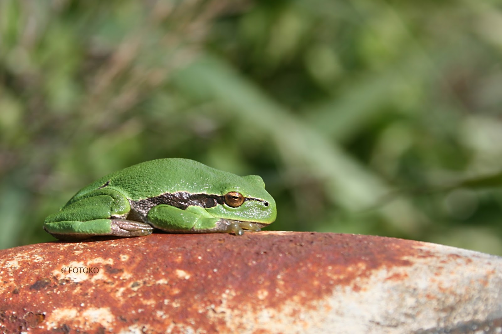 NatuurlijkNatuur: De Boomkikker [Hyla arborea].