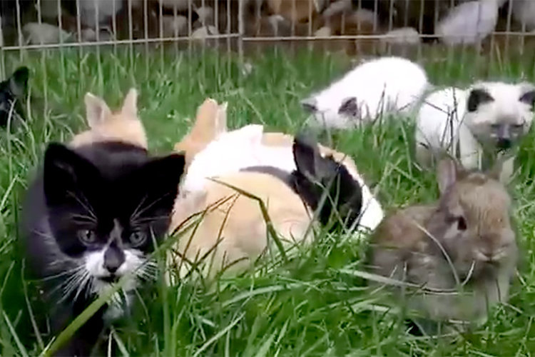 These Kittens Were Raised by Rabbits, So Now They Hop Like Bunnies ...