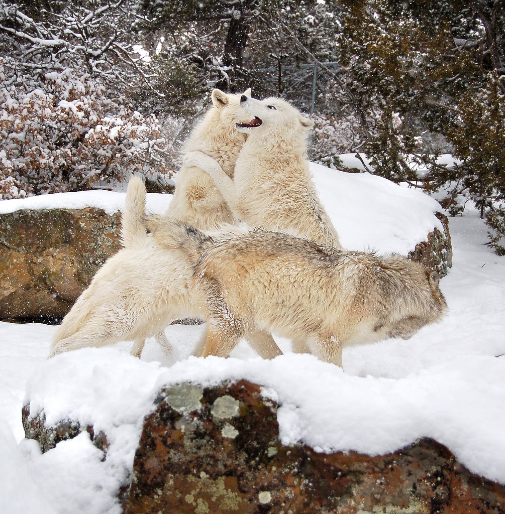 White Wolf : The Truth About Wolves: Facts vs. Fiction