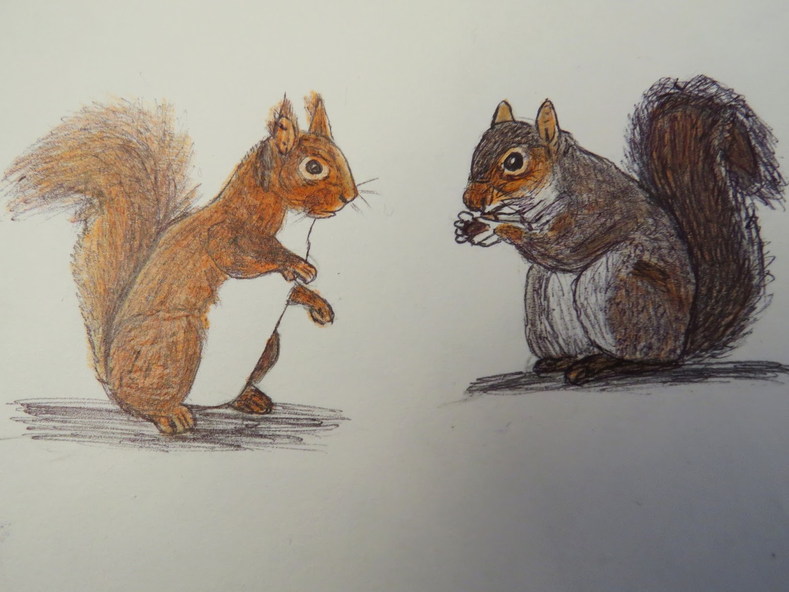 The Autistic Naturalist: How To Draw: Squirrels