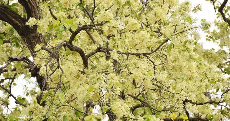 Sal Tree in Hinduism | Hindu Blog