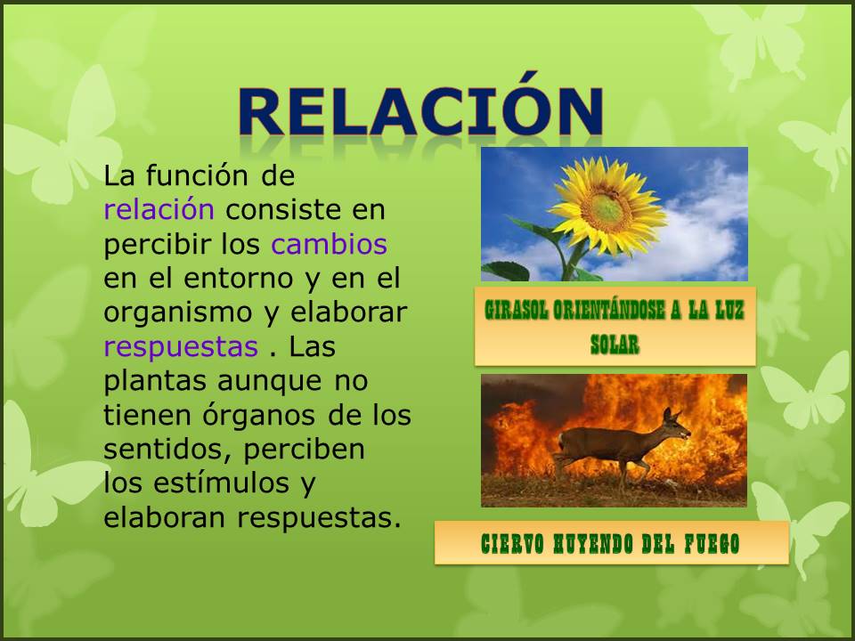 Cosas de niños para la escuela: FUNCIONES VITALES DE LOS SERES VIVOS ... Cosas de niños para la escuela: FUNCIONES VITALES DE LOS SERES VIVOS ...