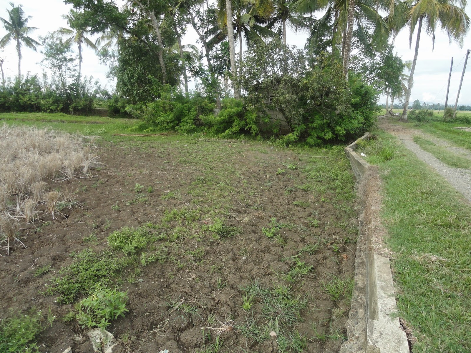 Zamboanga del Sur Properties: FOR SALE: 3 HECTARES IRRIGATED RICE-FIELD ...