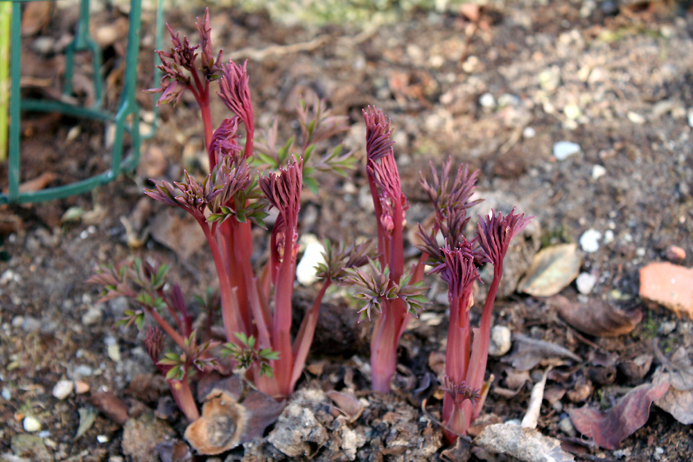 The Proud Garden: Looks like spring, feels like spring, tastes like spring?