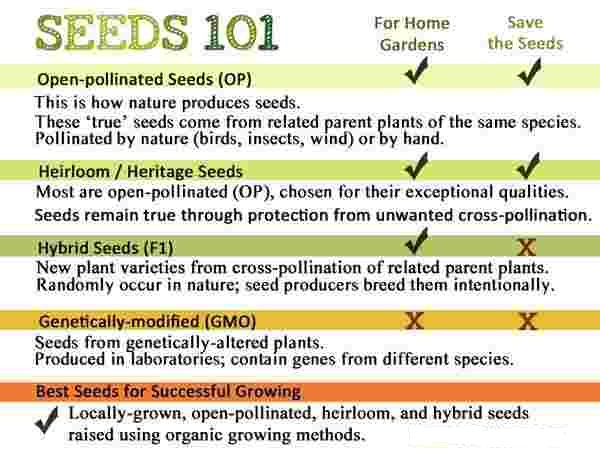Types of Seeds