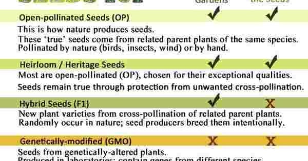 Types of Seeds