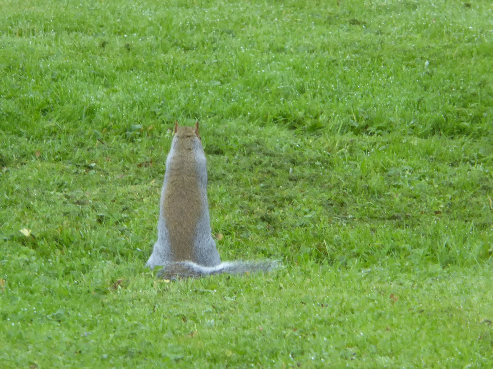 Hill Farm: Mr Squirrel