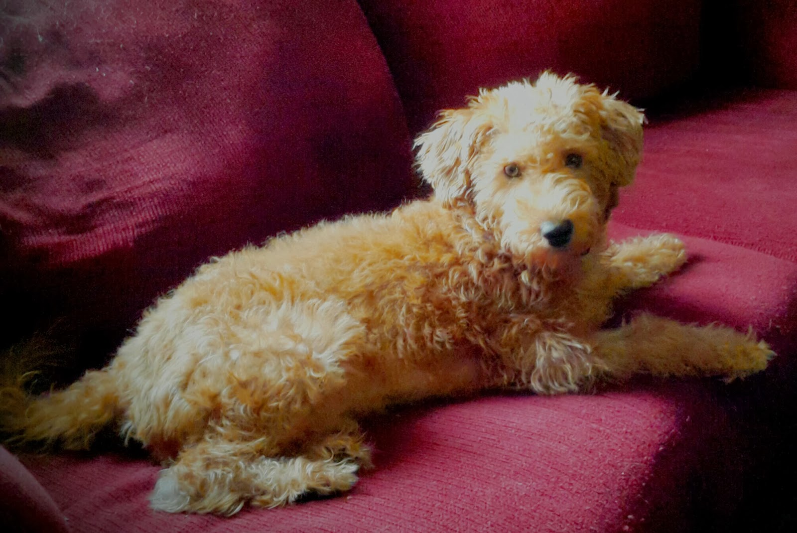 Growing Puppies - Virginia Schnoodle Breeder --Hypoallergenic Dogs ...