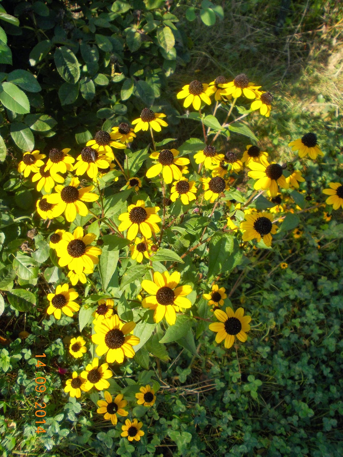 Susie cu ochii negri: Florile Toamnei