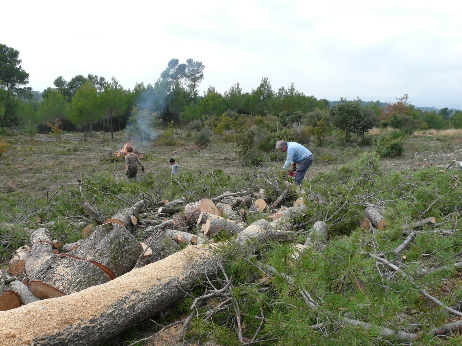 Une forêt en Provence: Travailler