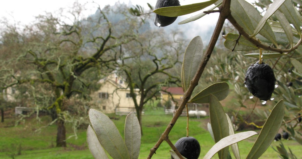 Black Seeds - Cancer: Olive Leaf for Cancer