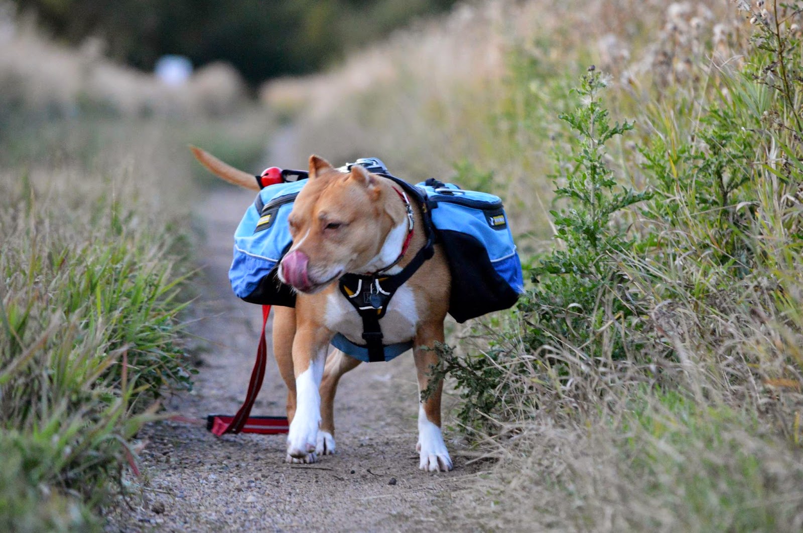 Hiking with Dogs Companion Site: Best of September 2014