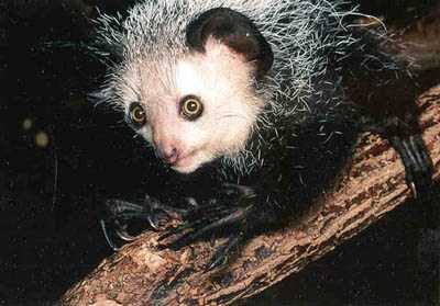 Página de curiosidades y más: Curiosidades sobre el aye-aye