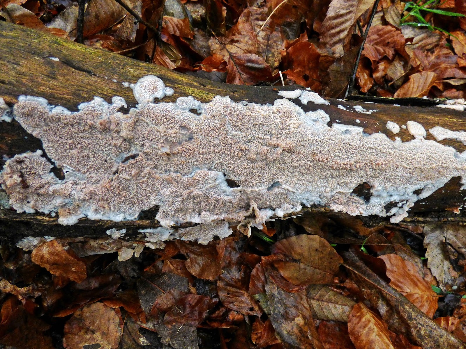 Setas y Hongos de Tineo : PHLEBIA RUFA (Pers.) M. P. Christ.