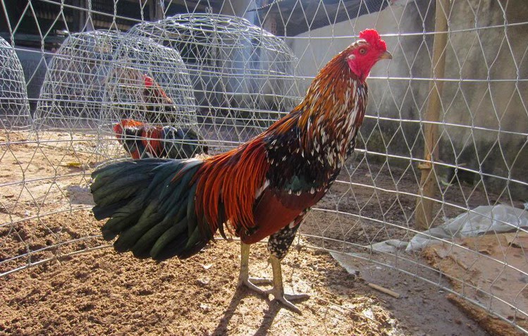 Ayam Aduan Super | Ayam Juara