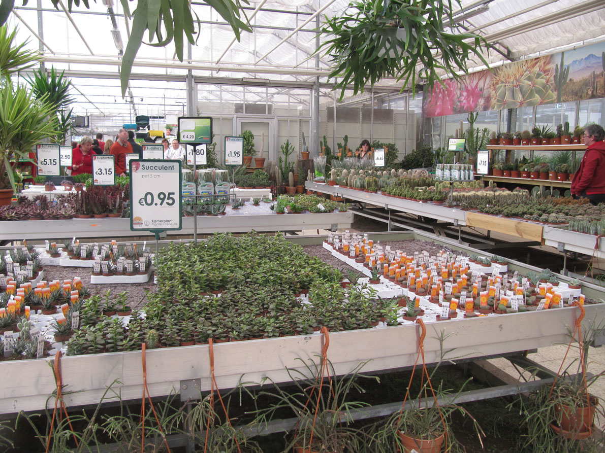 paradis express: Floralux, Dadizele, Belgium