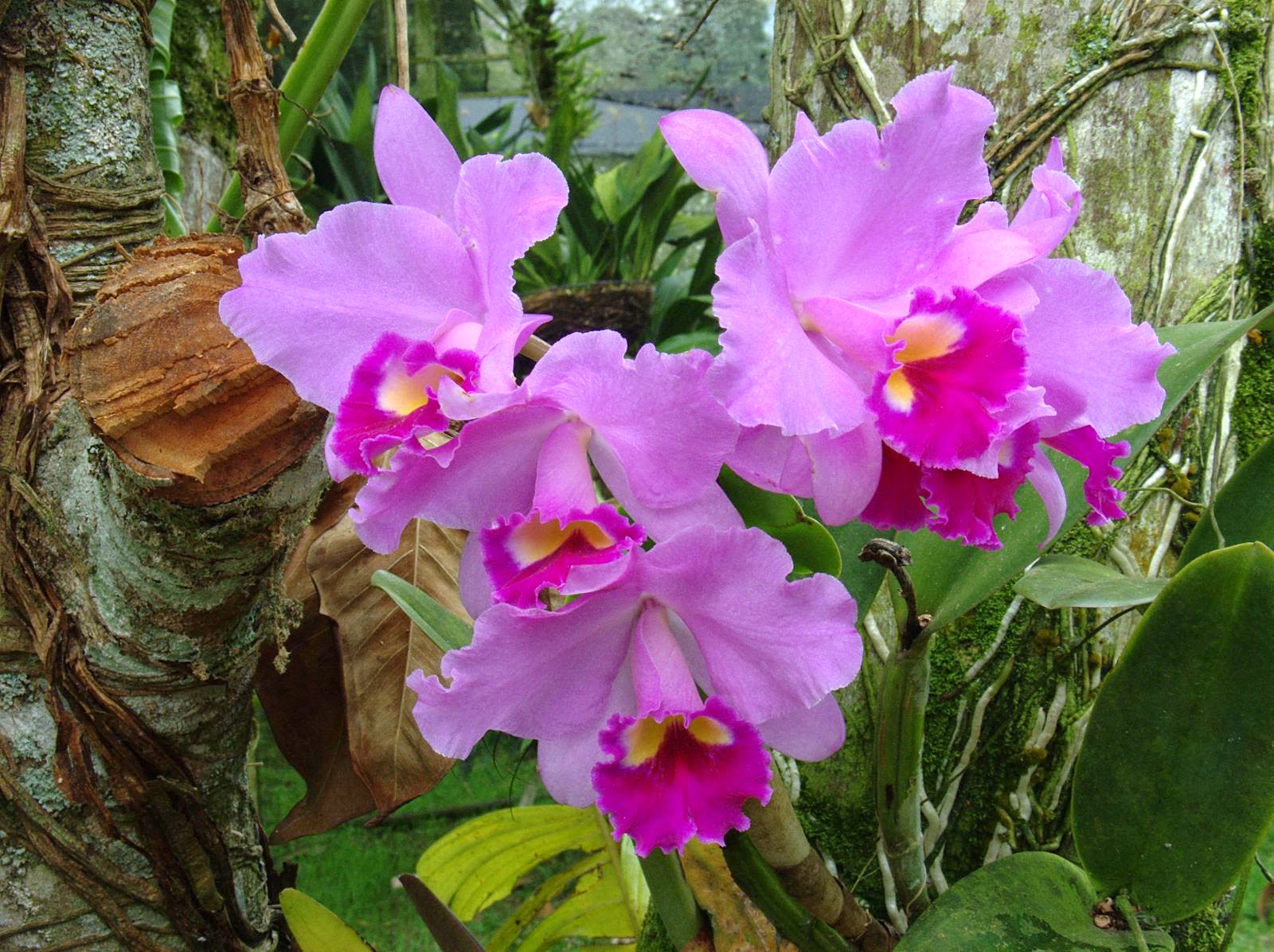 Un viaje al Jardín Botanico ( Jose Celestino Mutis) Colombia : Orquídea