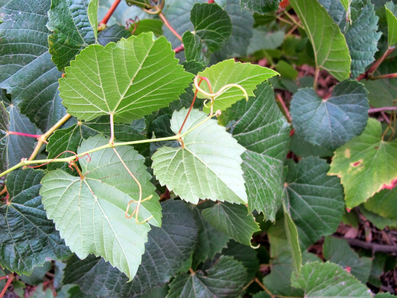 Trees Planet: Vitis berlandieri - Fall Grape