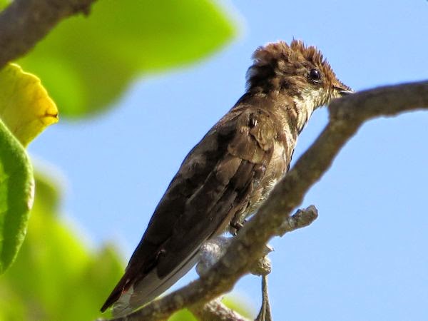A GUIDE TO NORTHEASTERN GARDENING: The Gardens of Aruba: A Look Beyond ...