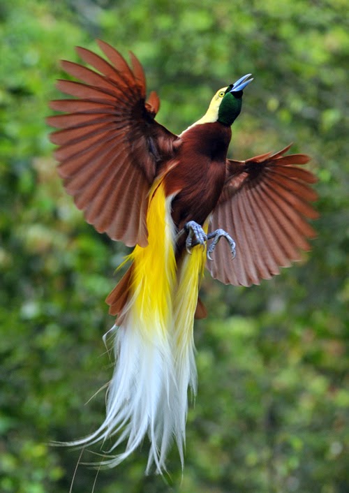 Amazing places to visit around the world: The Emperor bird of paradise