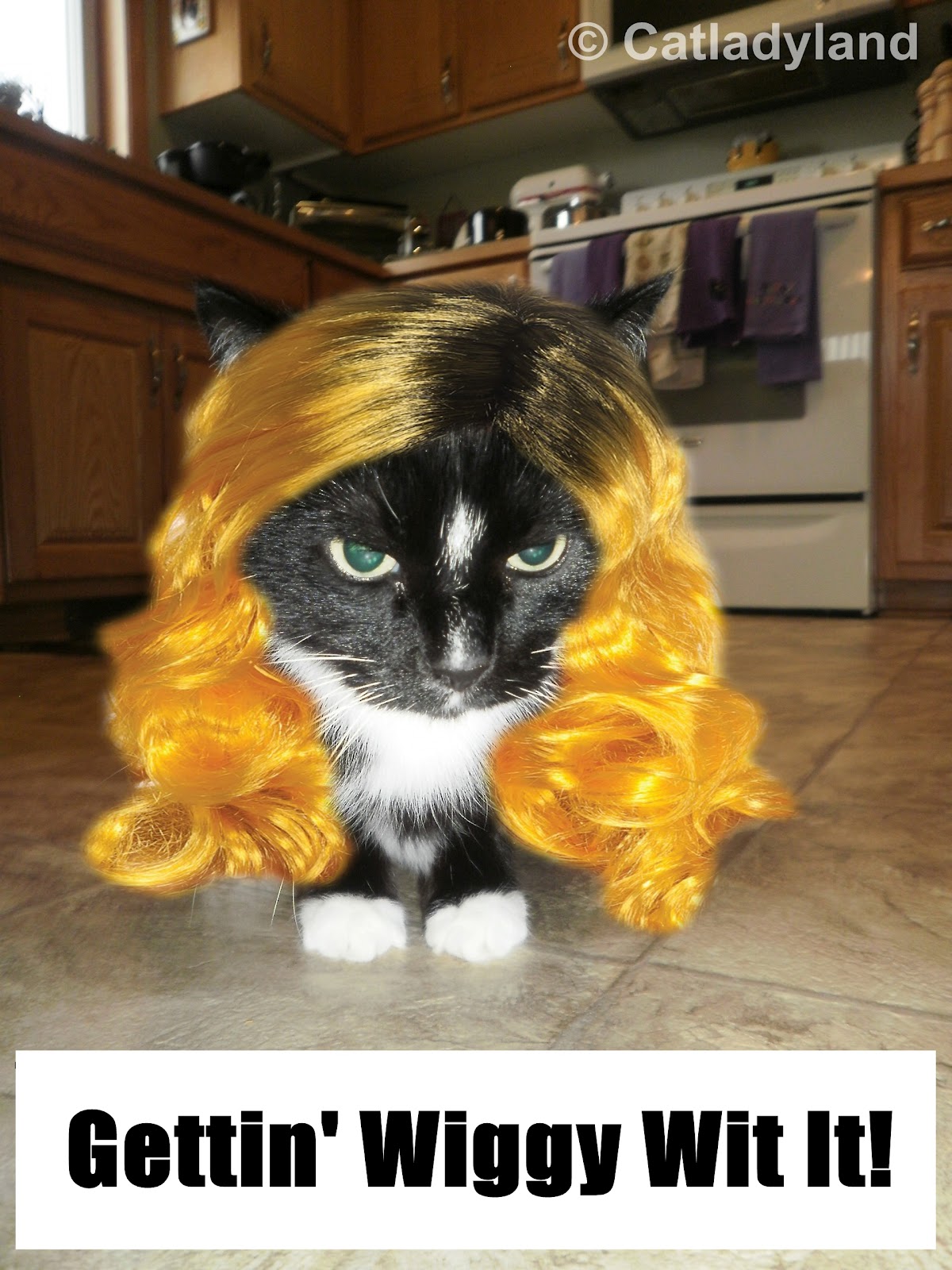 Catladyland: Cats are Funny: Wigged Out For The Weekend