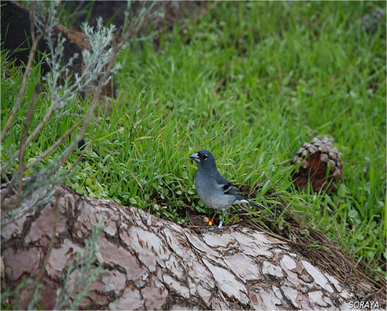 Mi Gran Canaria: PAJONALES (ARTENARA, MOGAN, STA. LUCIA DE T. Y TEJEDA)