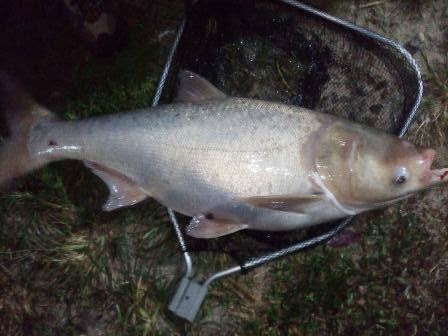 Umpan Ikan Tongsan: Mei 2015