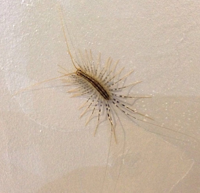 Les observations naturalistes de Kaeden: Scutigera coleoptrata ...