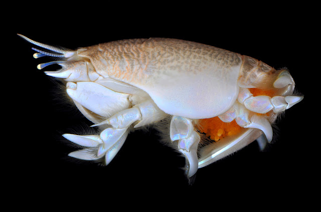 Yutuk Goreng Sudah Pernah Coba Belum??? - Zone Kebumen