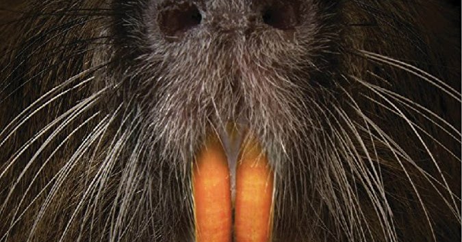 J.B. Spins: DOC NYC ’17: Rodents of Unusual Size