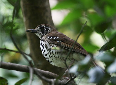 Sri Lankan Endemic Birds: Pulli Wal Awichchiya - The Spotted-Winged ...