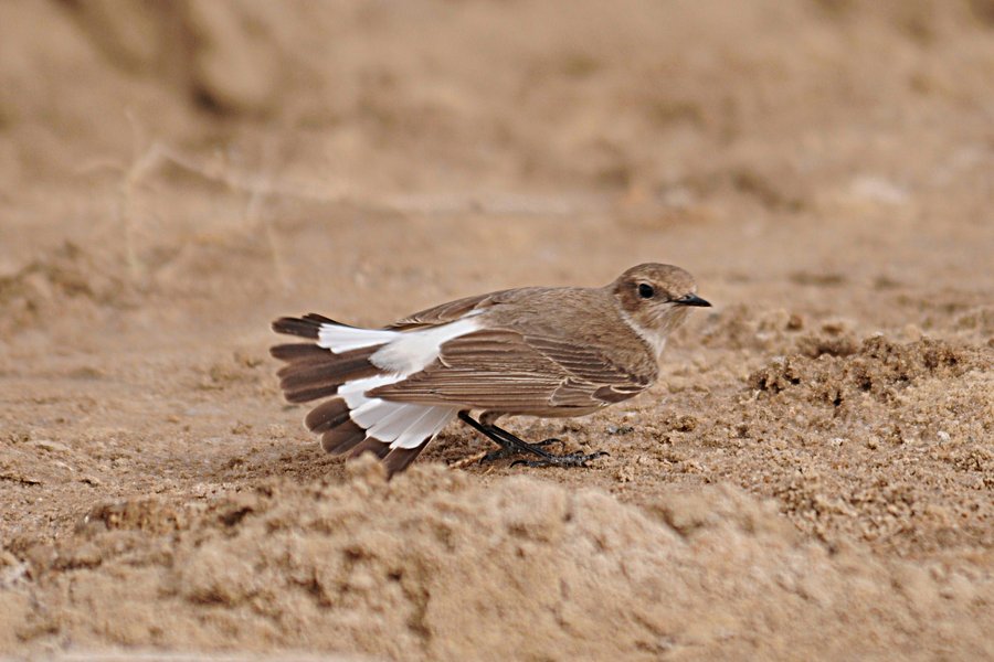 Birds of Saudi Arabia: Wheatears – Sabkhat Al Fasl