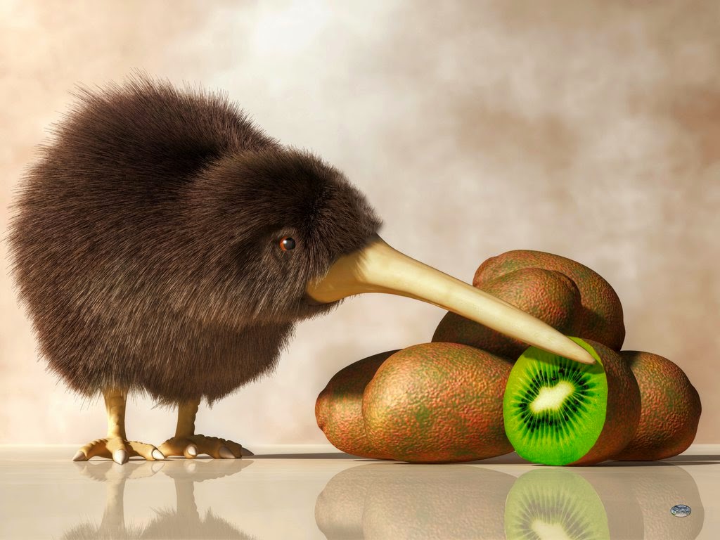 KIWI BIRD photos - wallpapers | the fun bank