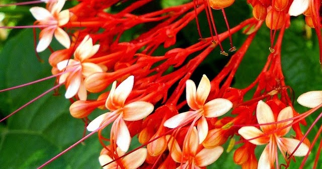 Ini Ia Bunga Pagoda, Tanaman Anggun Serta Punya Khasiat Untuk ...