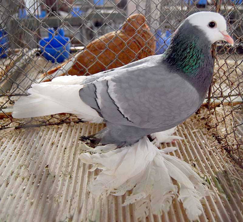 Saxon monk pigeons ( Sächsische Mönchtaube ) - Pigeons fall