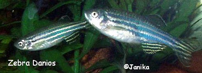 Ikan Danio